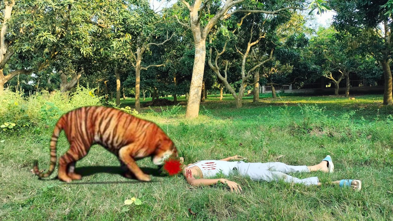 tiger attack man in the forest | tiger attack in jungle, royal bengal ...