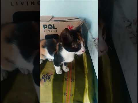 bocil # bocil #bocil #bocil #bocil