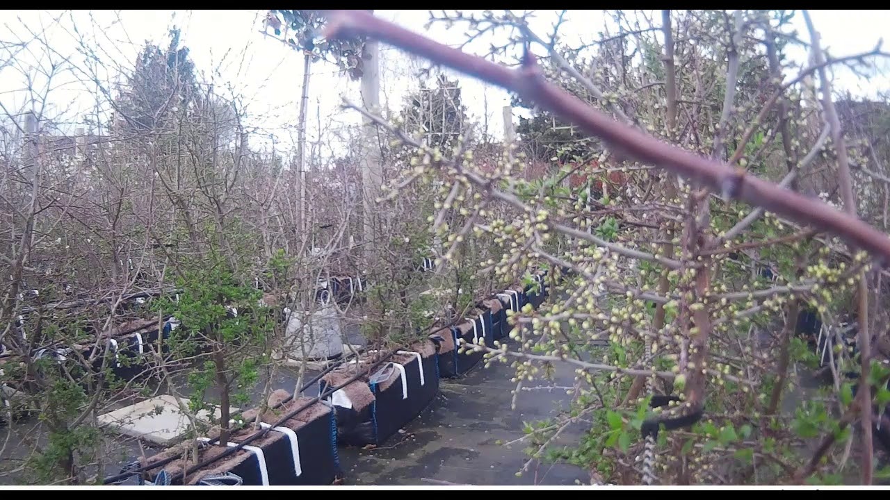 Mixed Native Hedge Mature Instant Hedging - Spring 2019 Time Lapse ...