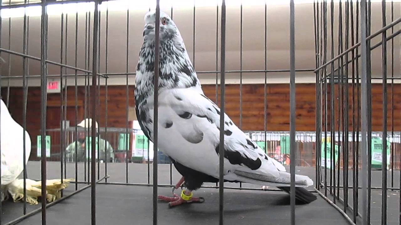 American Giant Runt Pigeon