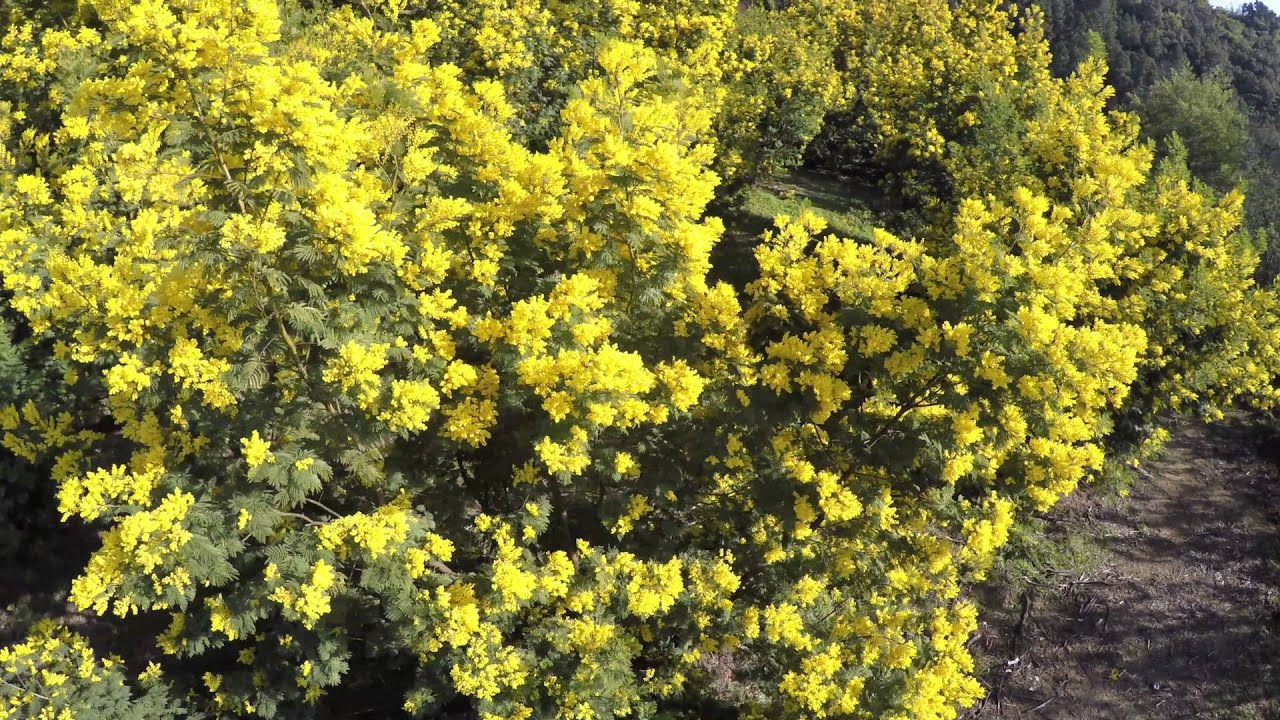 Randonnée dans les Mimosa de Tanneron - YouTube