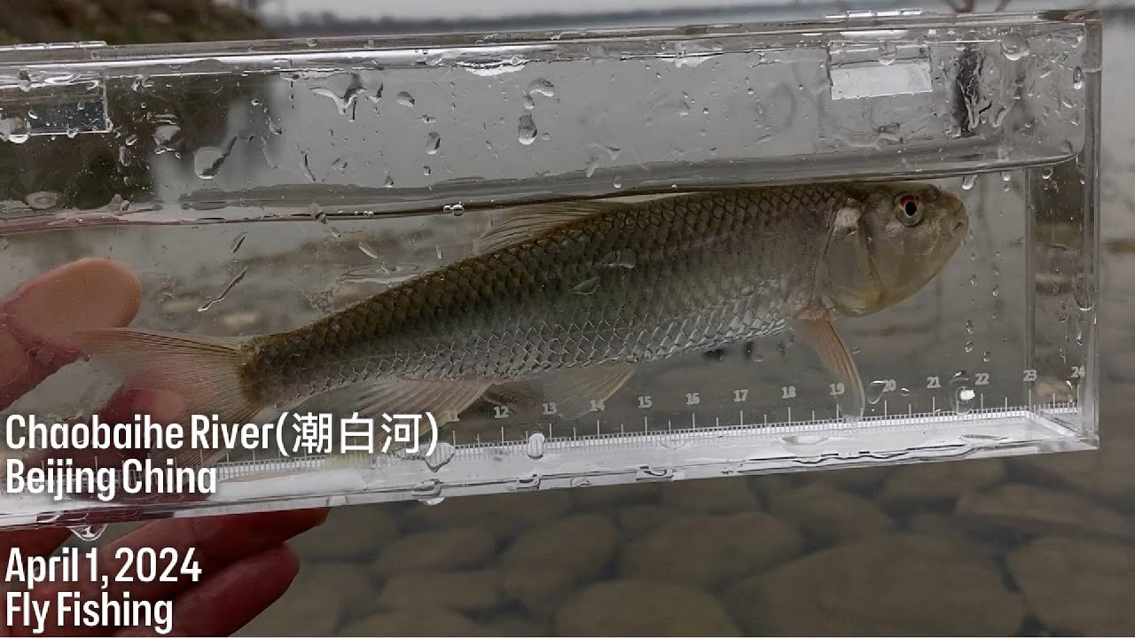 2024-4-1 중국 베이징 차오바이허강 끄리 플라이낚시 Fly Fishing in China - YouTube