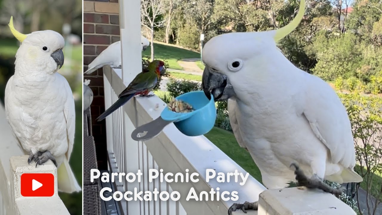 WILD PARROT PICNIC PARTY: Have you ever fed a Wild Cockatoo? 🦜 #wild # ...