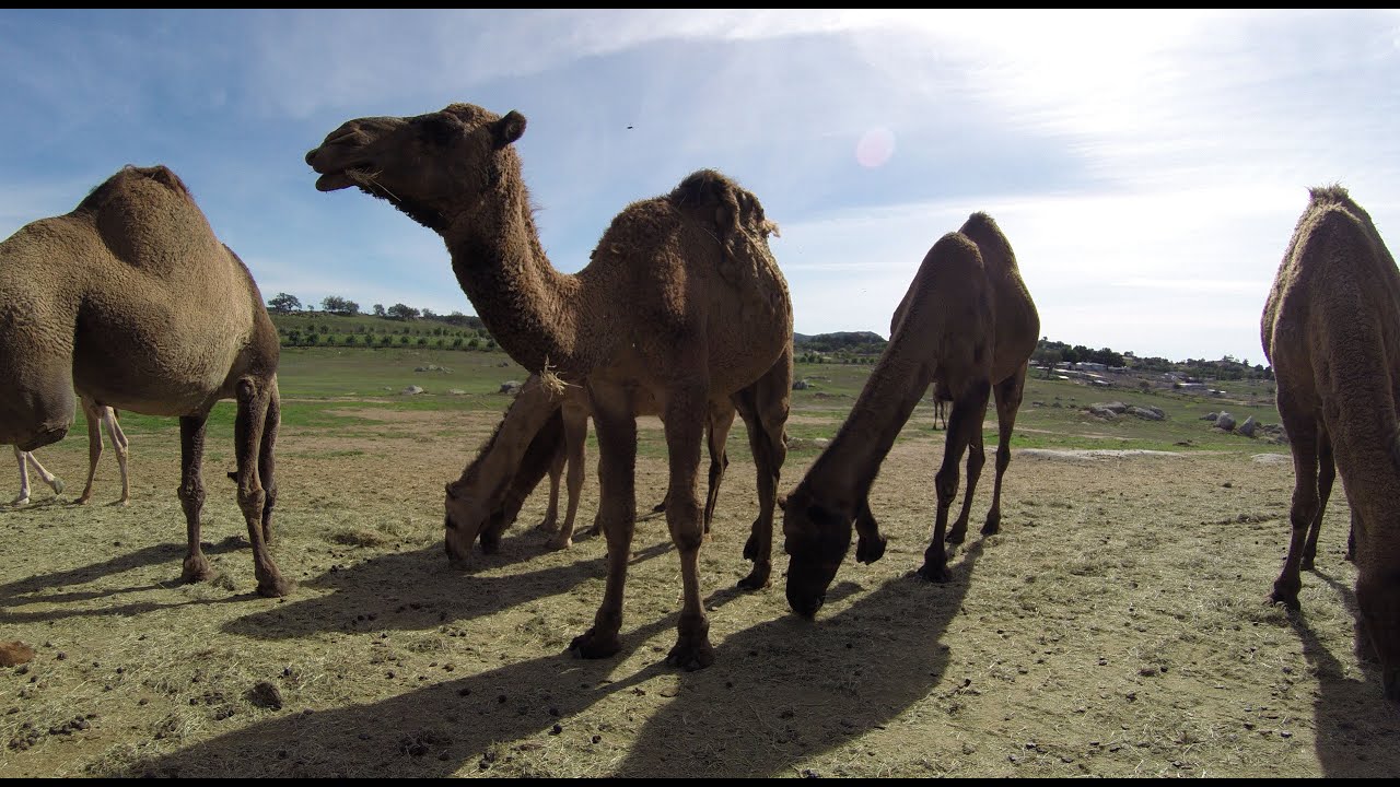 Camels in California???!!! - YouTube