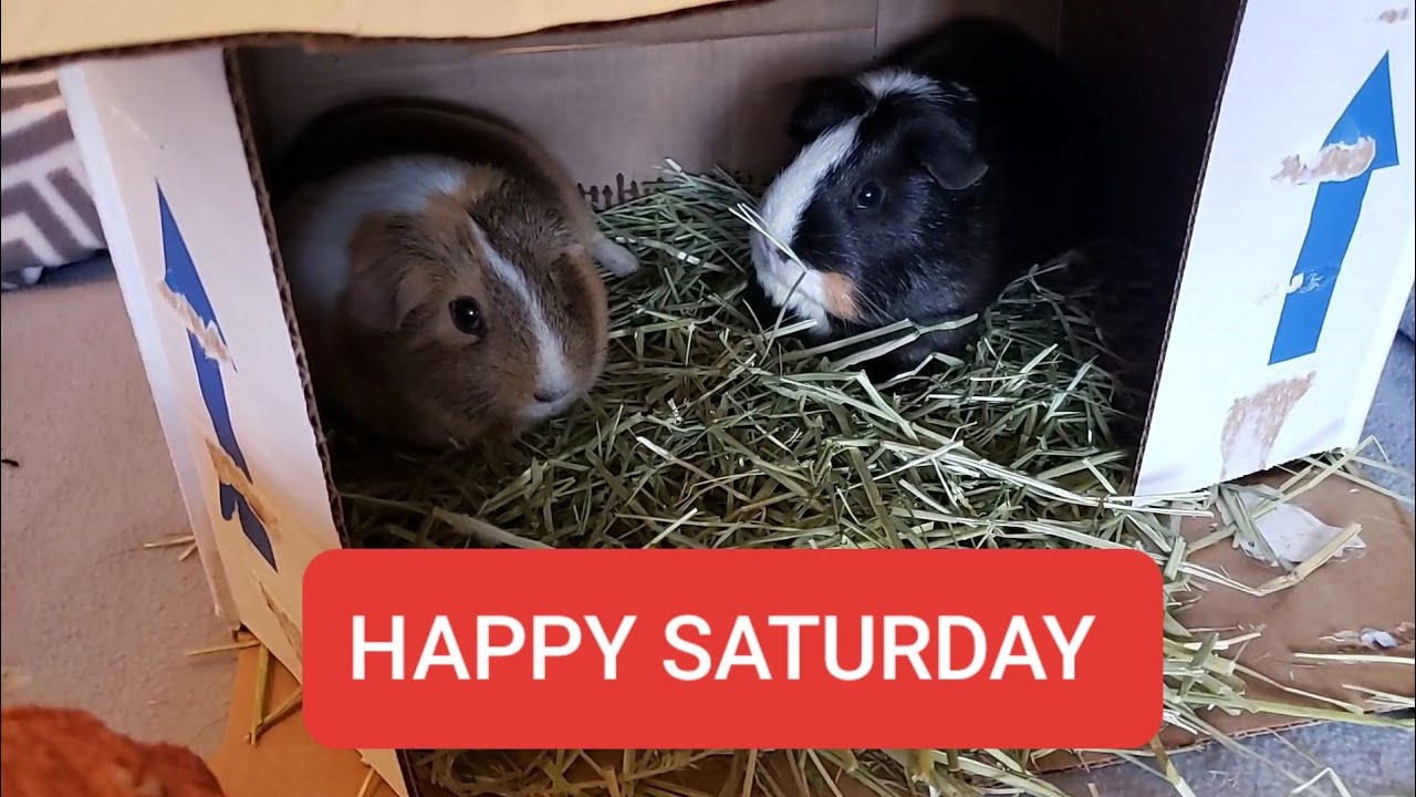 Happy Saturday from Happy Guinea Pigs - YouTube