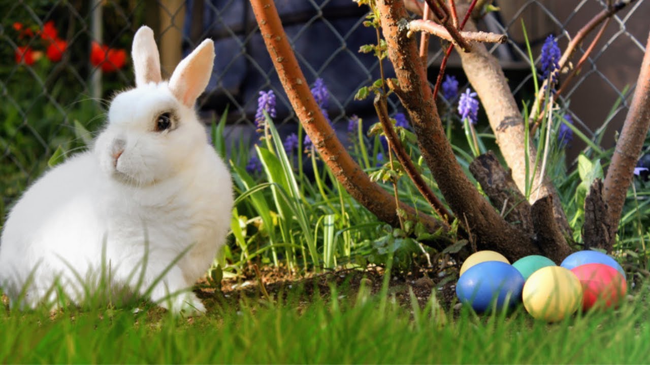 Welcome Easter with Beautiful Relaxing Music, Easter vibes, Positive ...