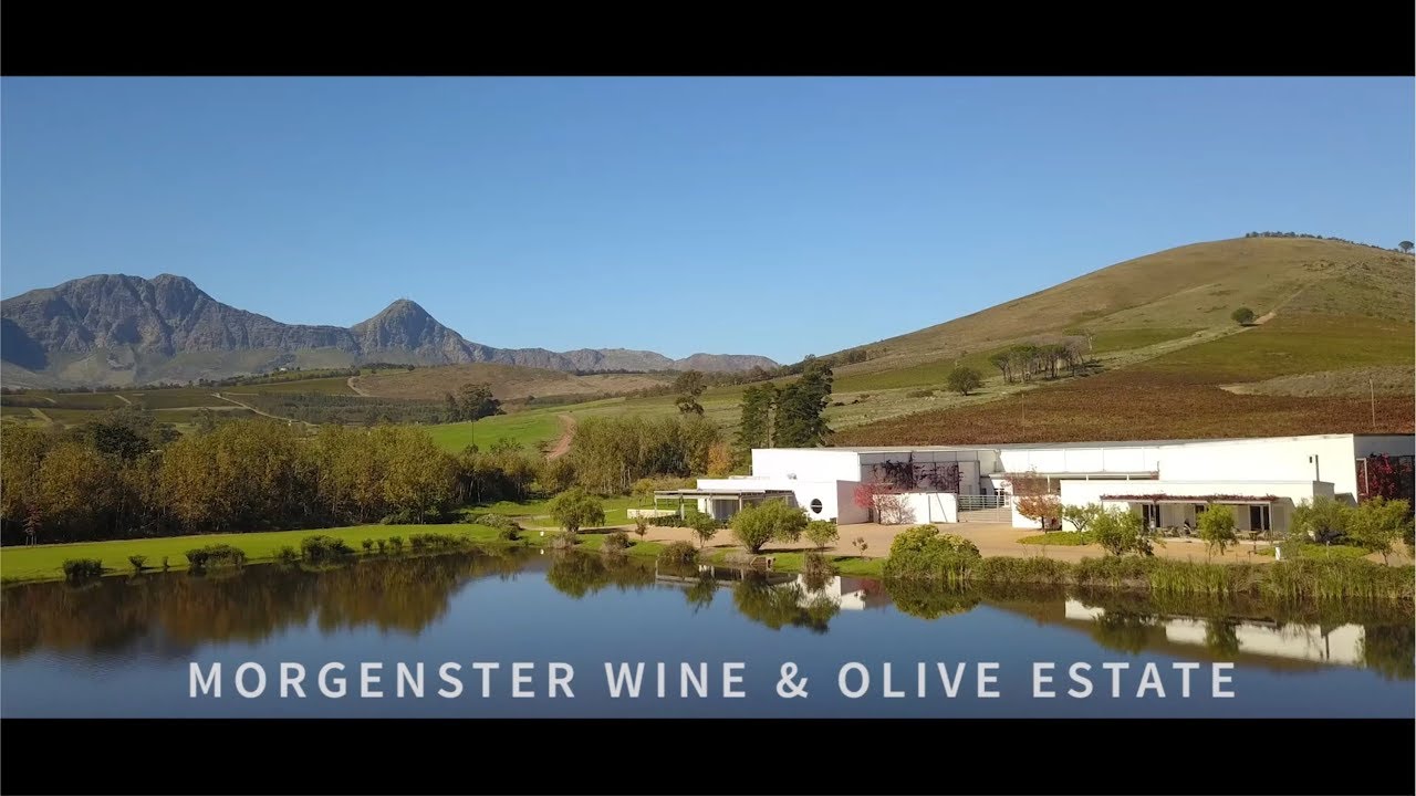 Going Places - Morgenster Olive & Wine Estate - YouTube