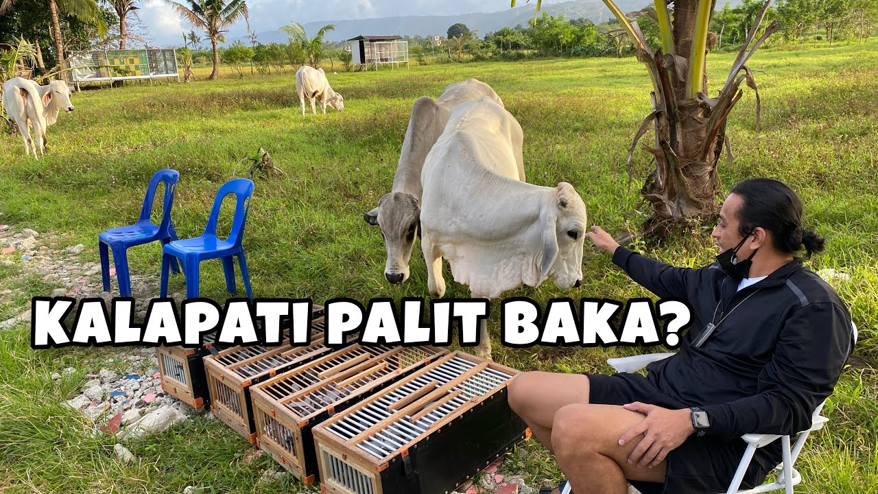 KALAPATI PALIT BAKA? |Reggie Cruz Loft & Aviary #reggiecruzloft - YouTube