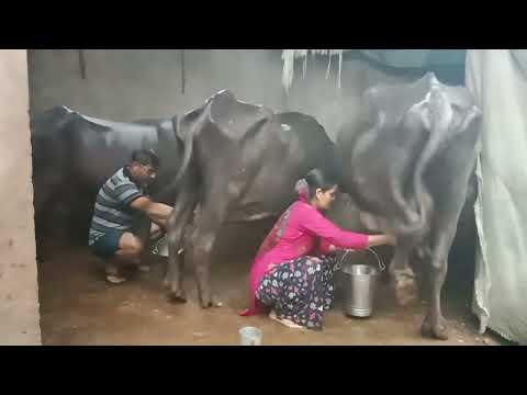 #shorts#very tough buffalo milking