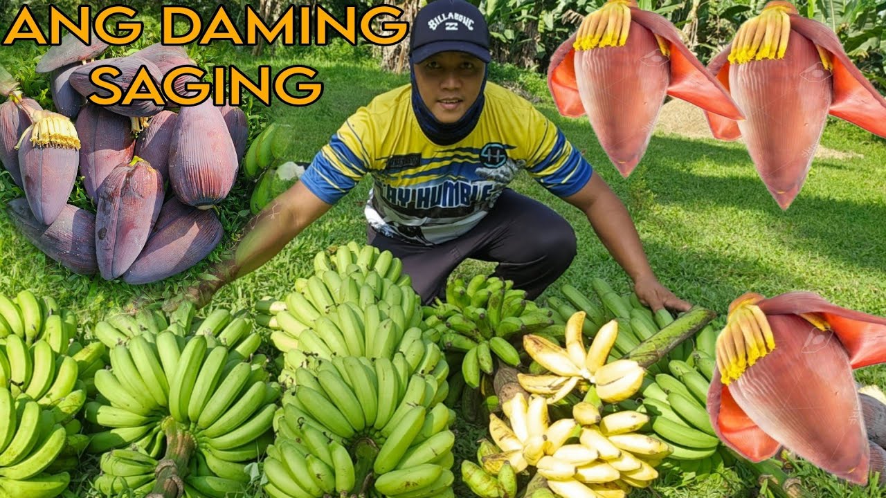 Harvest na lahat ng Saging Dahil may Paparating na Malakas na Bagyo ...