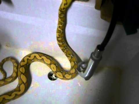6 month old purple female reticulated python - YouTube
