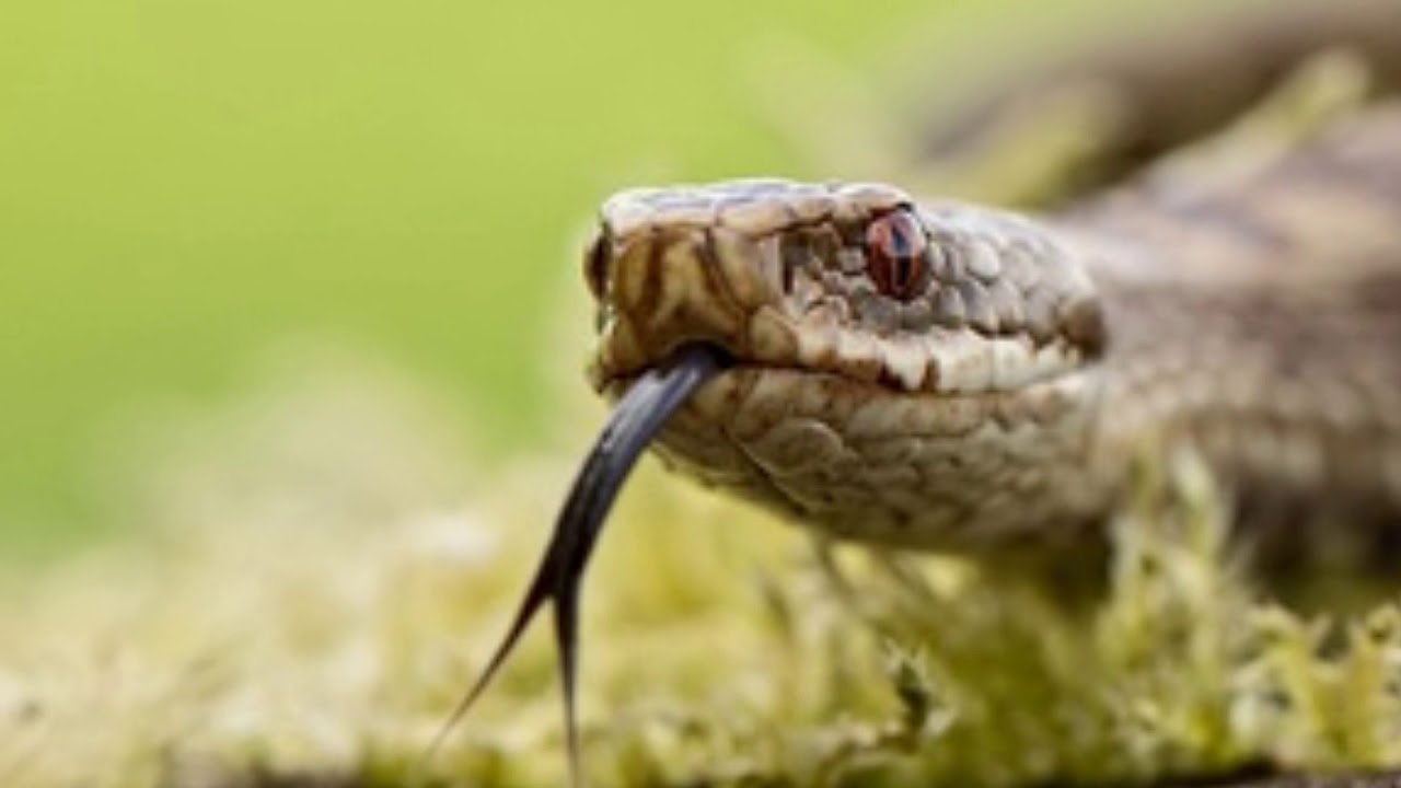 les animaux effrayants - YouTube