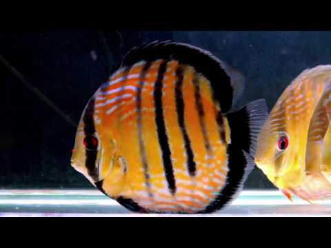 The Most Rare Wild Discus