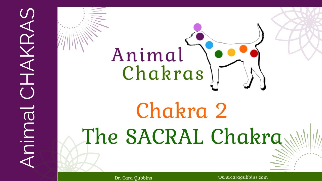 Understanding Animal Chakras - Chakra 2 The SACRAL Chakra - YouTube