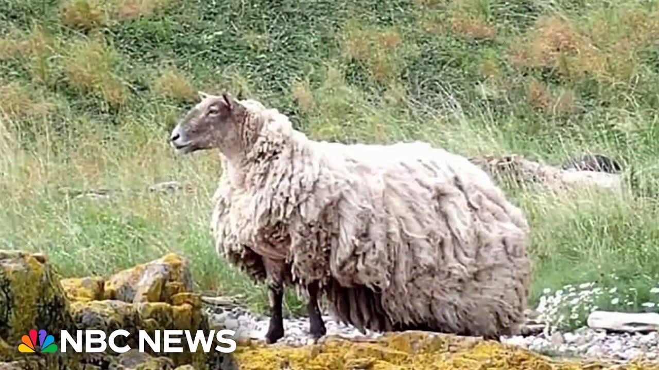 Scottish sheep rescued after being isolated for two years - YouTube
