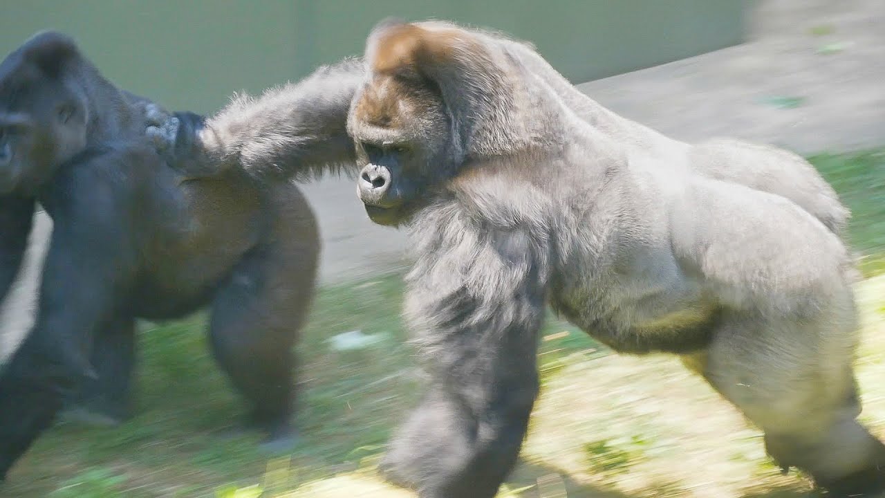 Silverback Gorilla Shows His Strength & Affection | The Shabani's Group ...
