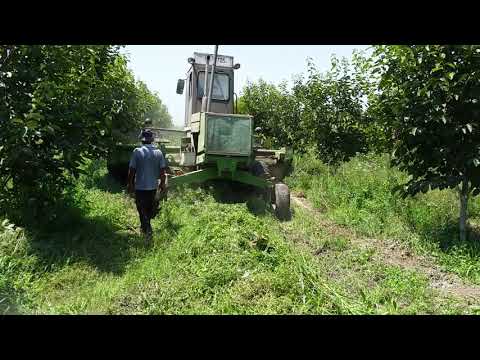 Sabirabad.         Salmanlı.                Xurmalıq.    14.07.2018