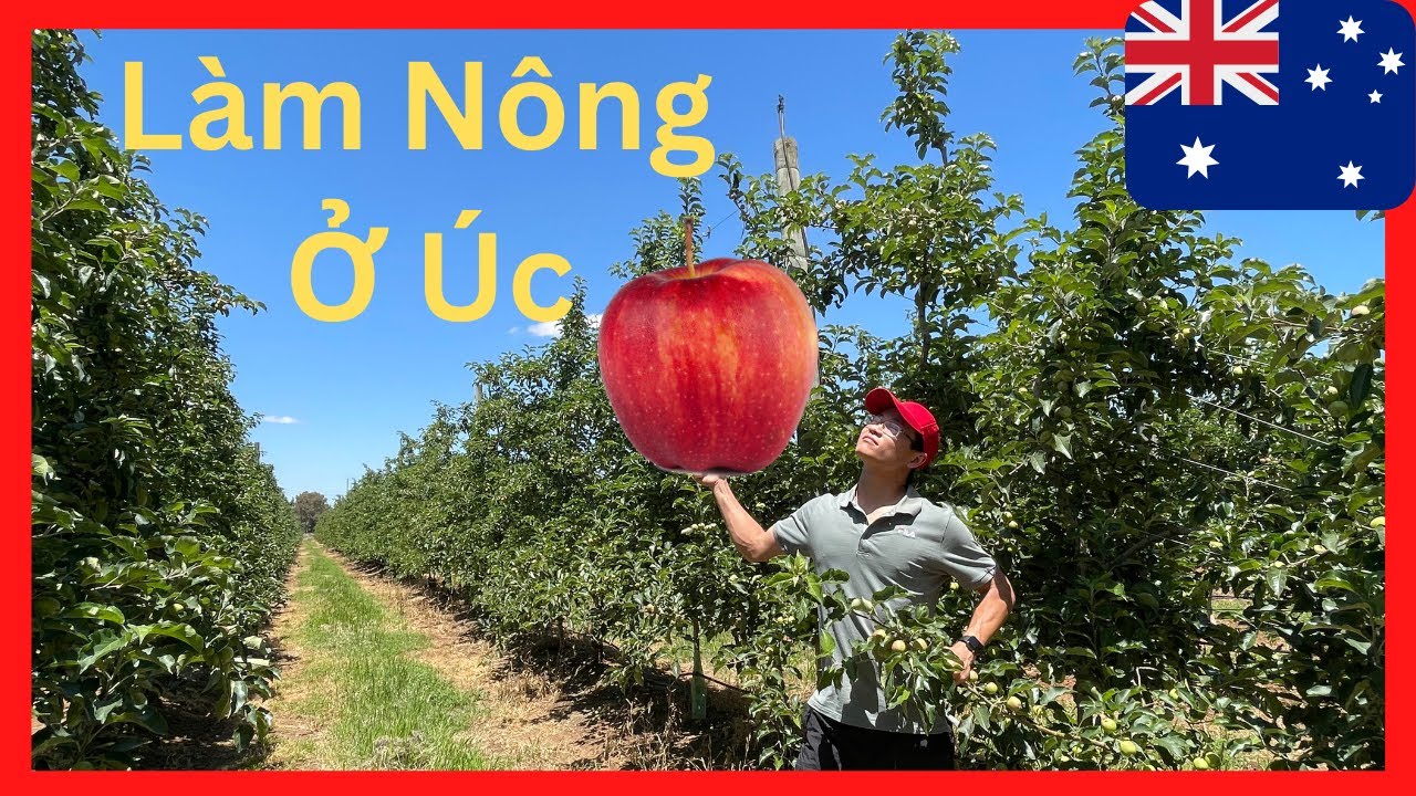 CHIA SẼ VỀ LÀM FARM TÁO Ở ÚC - LÀM MỆT NHƯNG TIỀN THÌ... - YouTube