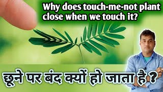 Why does touch-me-not plant close its leaves when we touch it? Eduplast Pro_ Prasad Ganta.