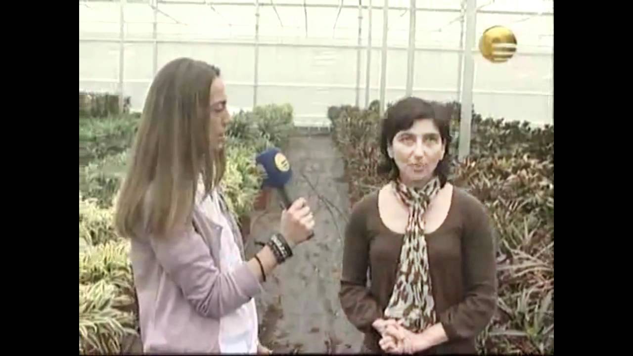 Grato Greenhouse - Dutch VENLO type Greenhouse in Tbilisi - YouTube