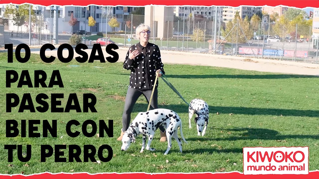 Pasear al Perro 【10 Consejos útiles】🐕 - YouTube