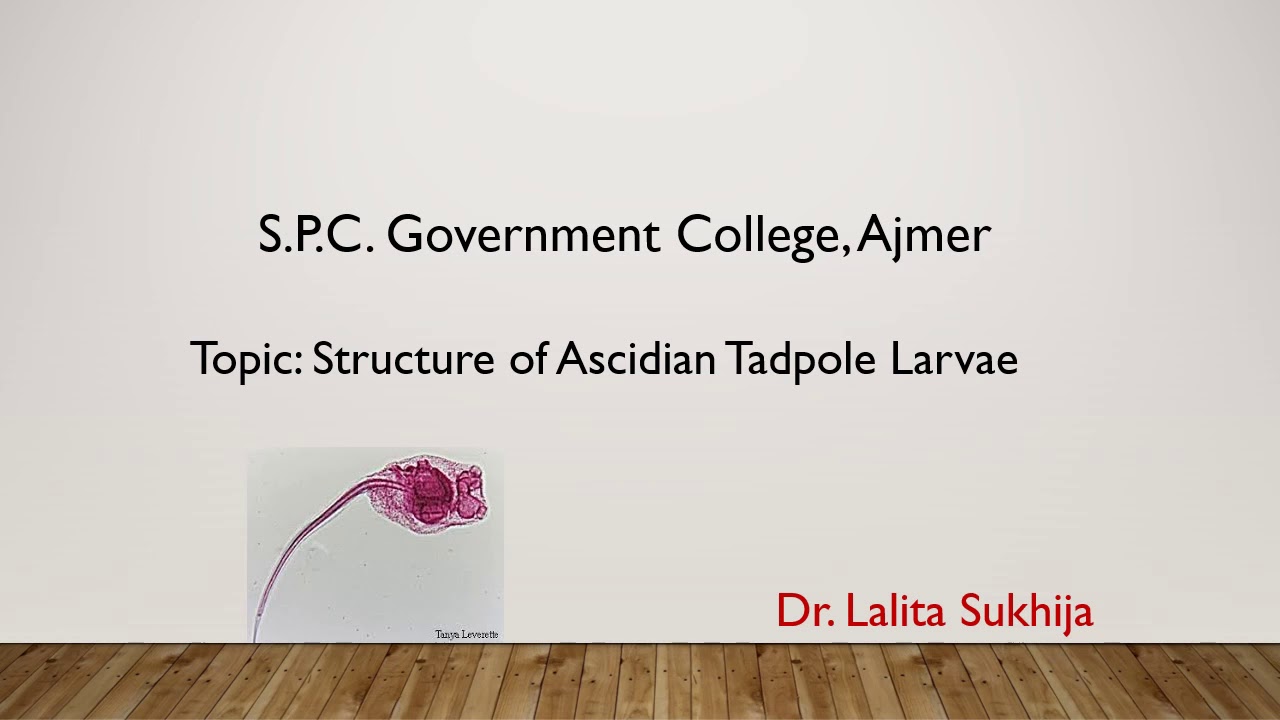 Structure of Ascidian Tadpole Larva by Dr Lalita Sukhija - YouTube