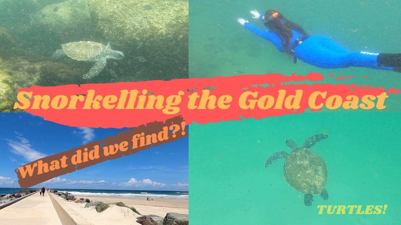 Snorkelling The Gold Coast Queensland! Two attempts, what did we find ...