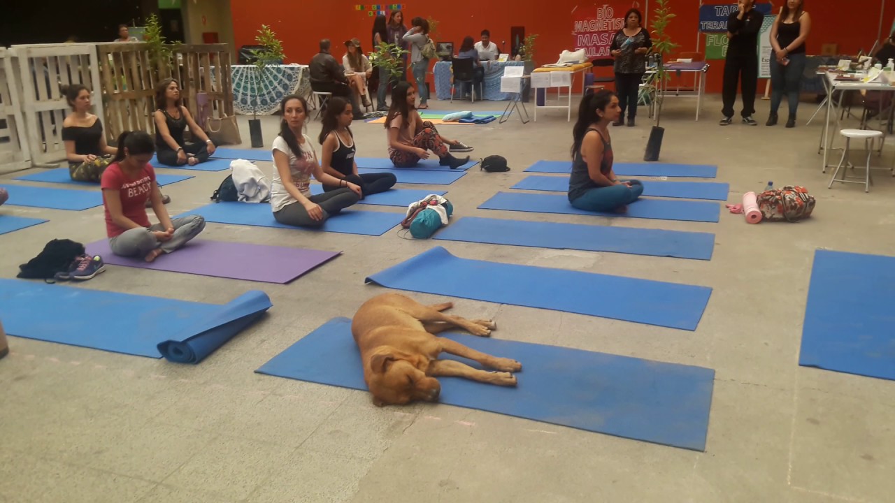 Perro meditando - YouTube