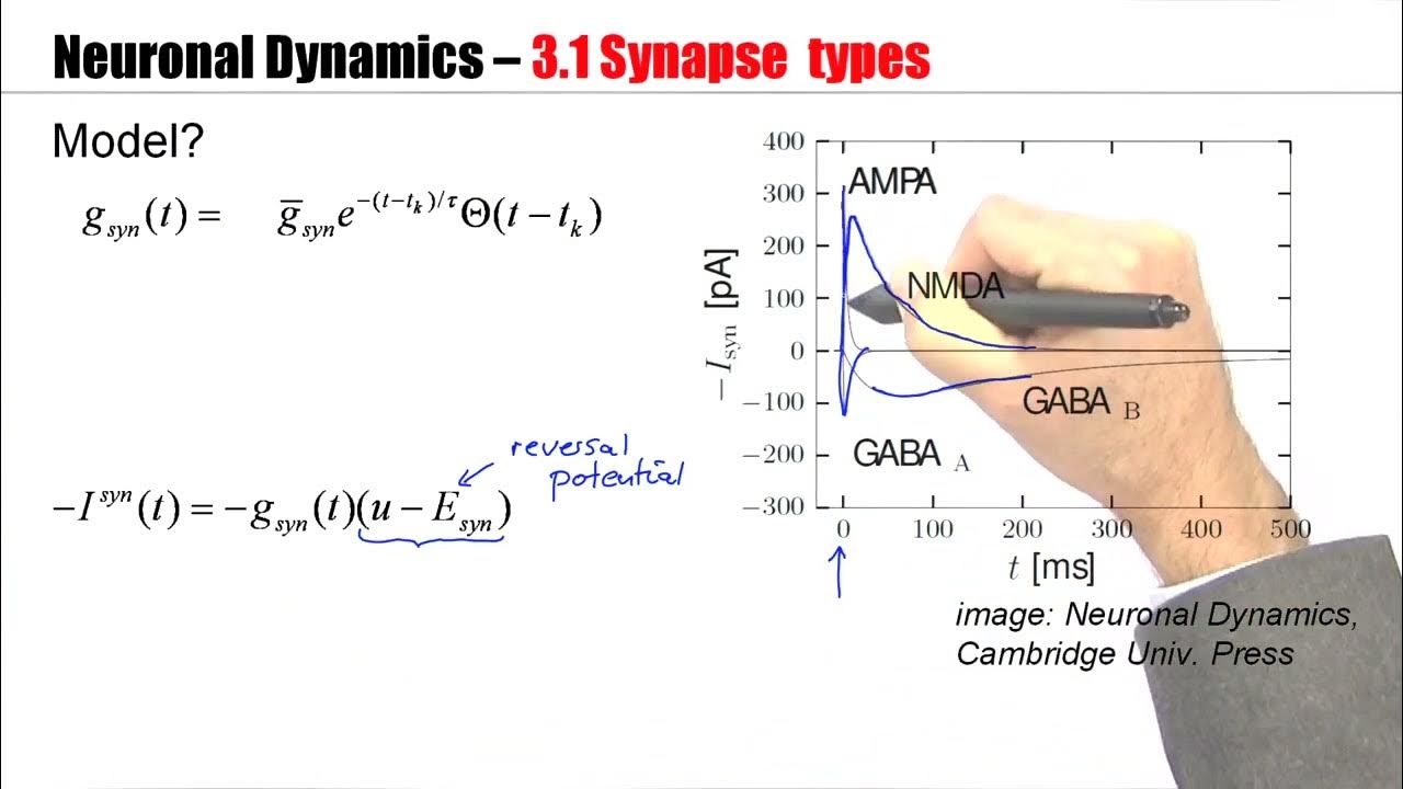 CNS3.1 - Synapses - YouTube