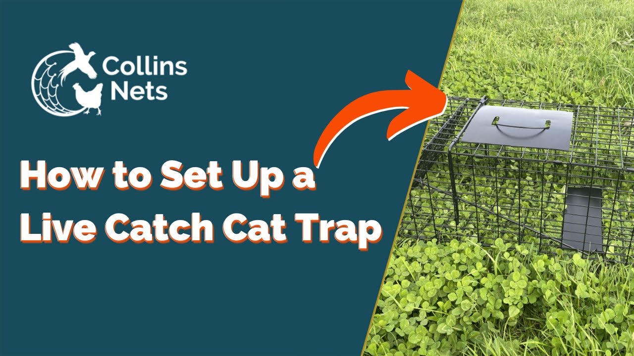 How to Set Up a Live Catch Cat Trap | Collins Nets - YouTube