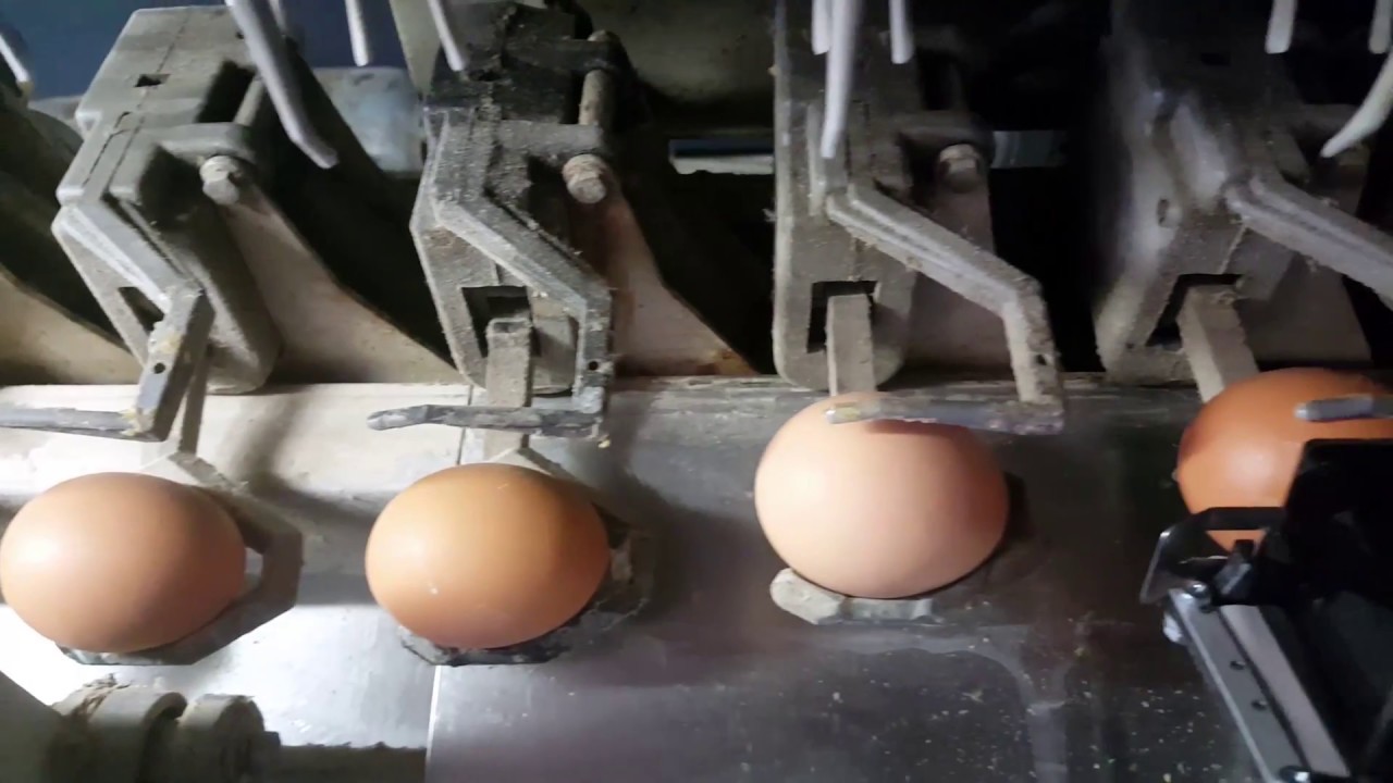 Nuovo Egg Printer - Egg-Jet R1 on Moba 3000 Grader - YouTube
