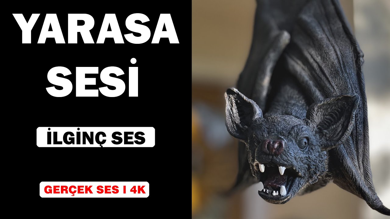 Gerçek Yarasa Sesleri | Yüksek Kalite | İlginç Yarasa Sesi Deneyimi ...