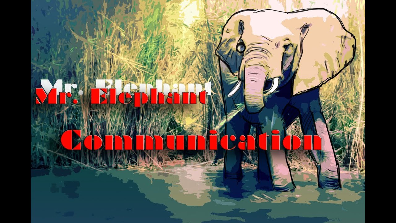 Mr. Elephant: Communication - Elephants do it the right way! - YouTube