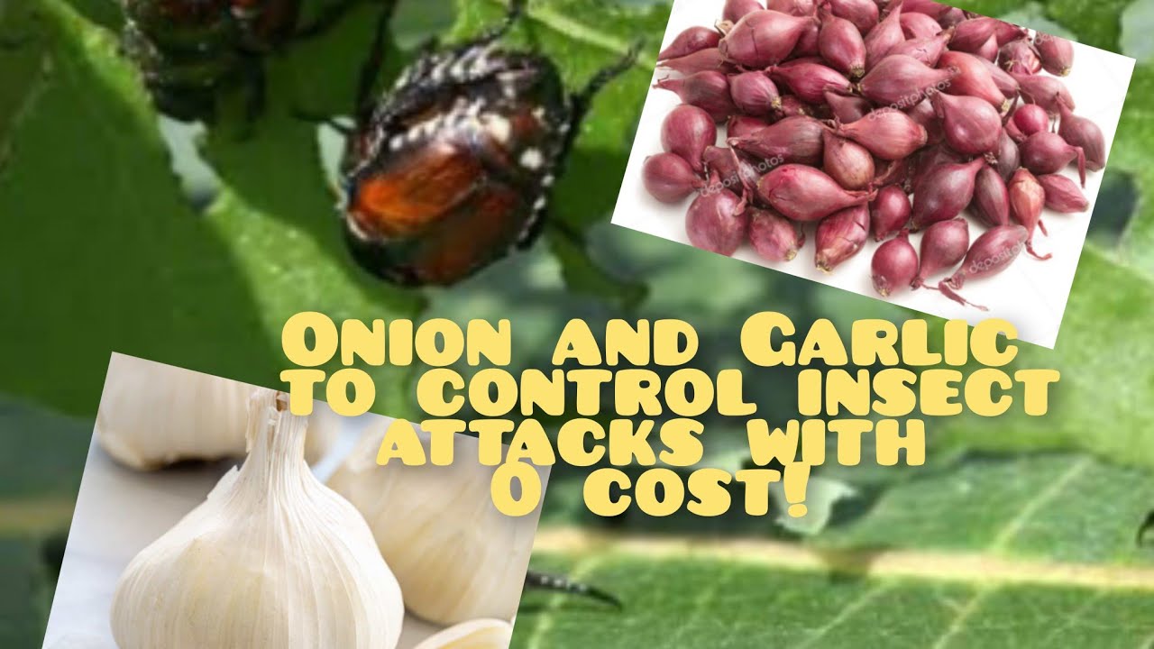 How to control insects with onion and garlic in organic way.... - YouTube