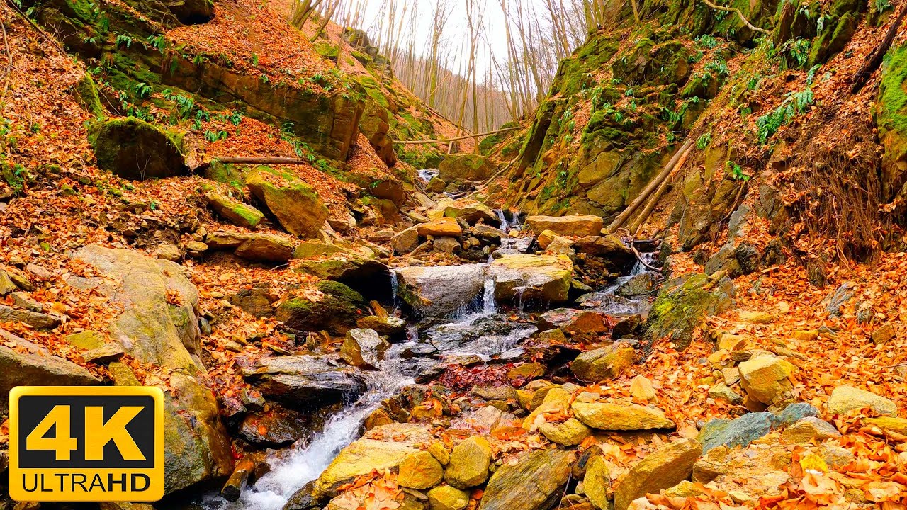 Relaxing Forest Stream and Fall leaves - YouTube