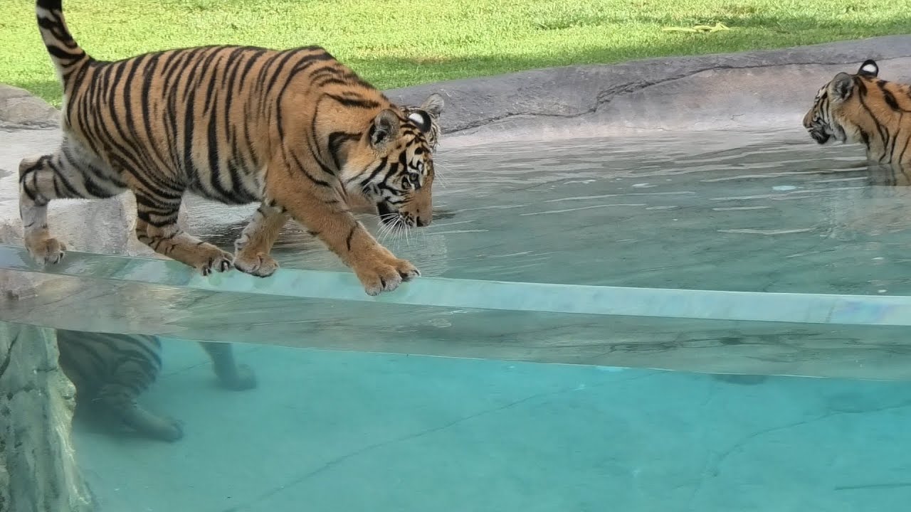 Tiger Island Dreamworld Gold Coast - YouTube