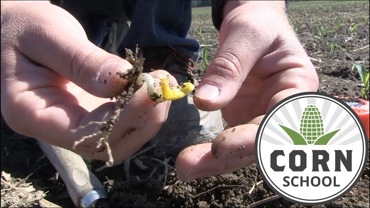 Corn School: Getting to the root of corkscrew corn - YouTube