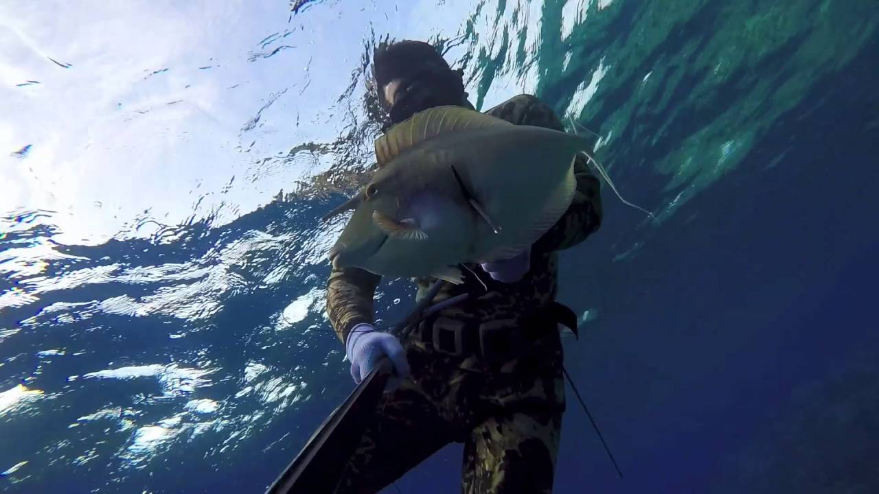 Spearfishing Fiji - YouTube