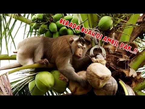 Beruk Monyet Pintar Memetik Buah Kelapa Membantu Pekerjaan Manusia II Monkey Picking Coconuts ...