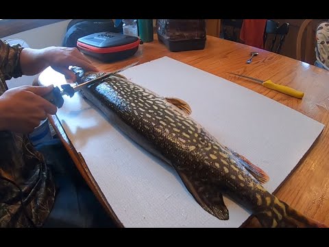 How I Clean and de-bone Northern Pike!! - YouTube