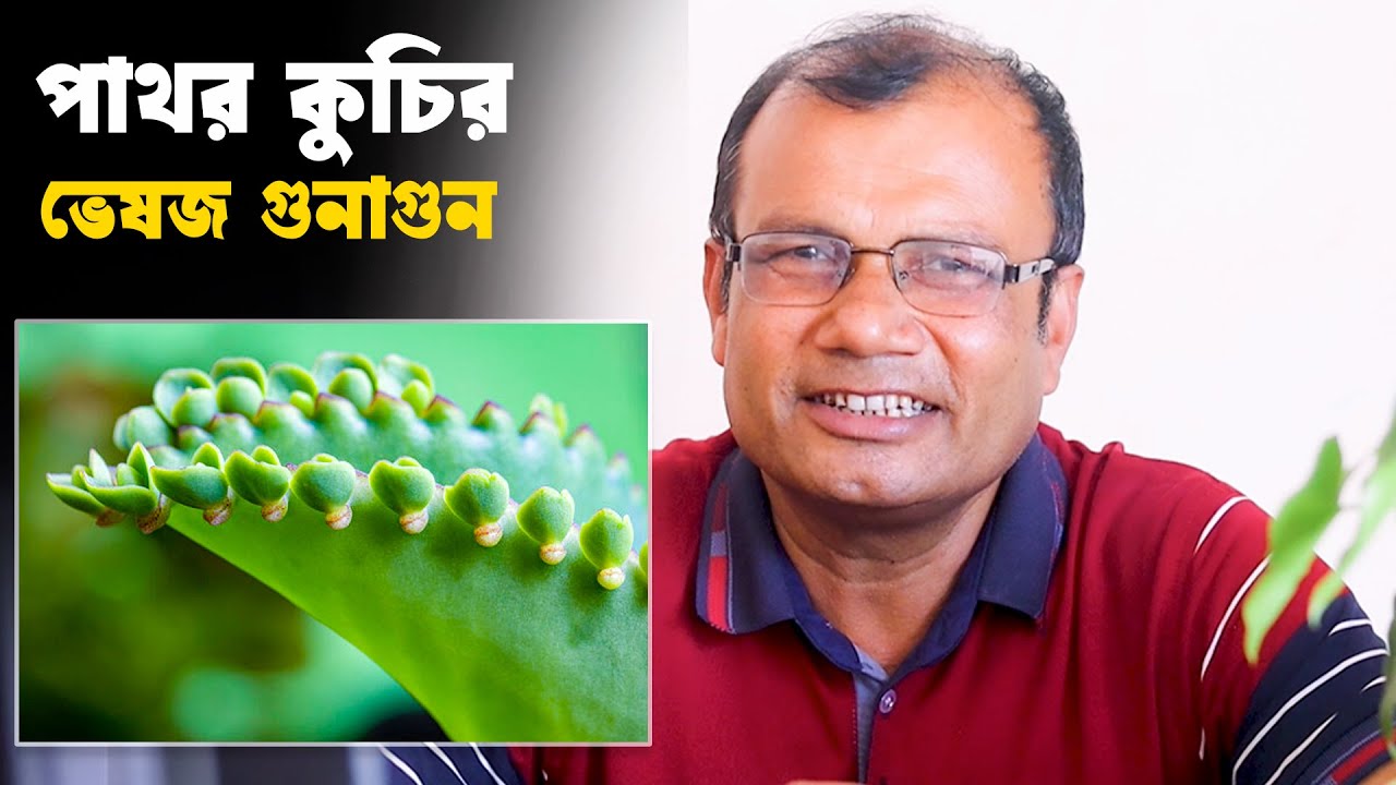 পাথরকুচি গাছের পাতা উপকারিতা | Pathor Kuchi Patar Upokarita ...