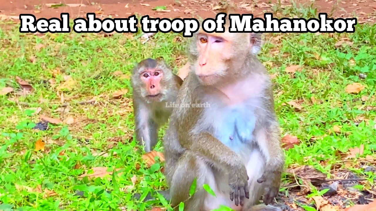 Beautiful place for beautiful life of Mahanokor monkey troop. - YouTube