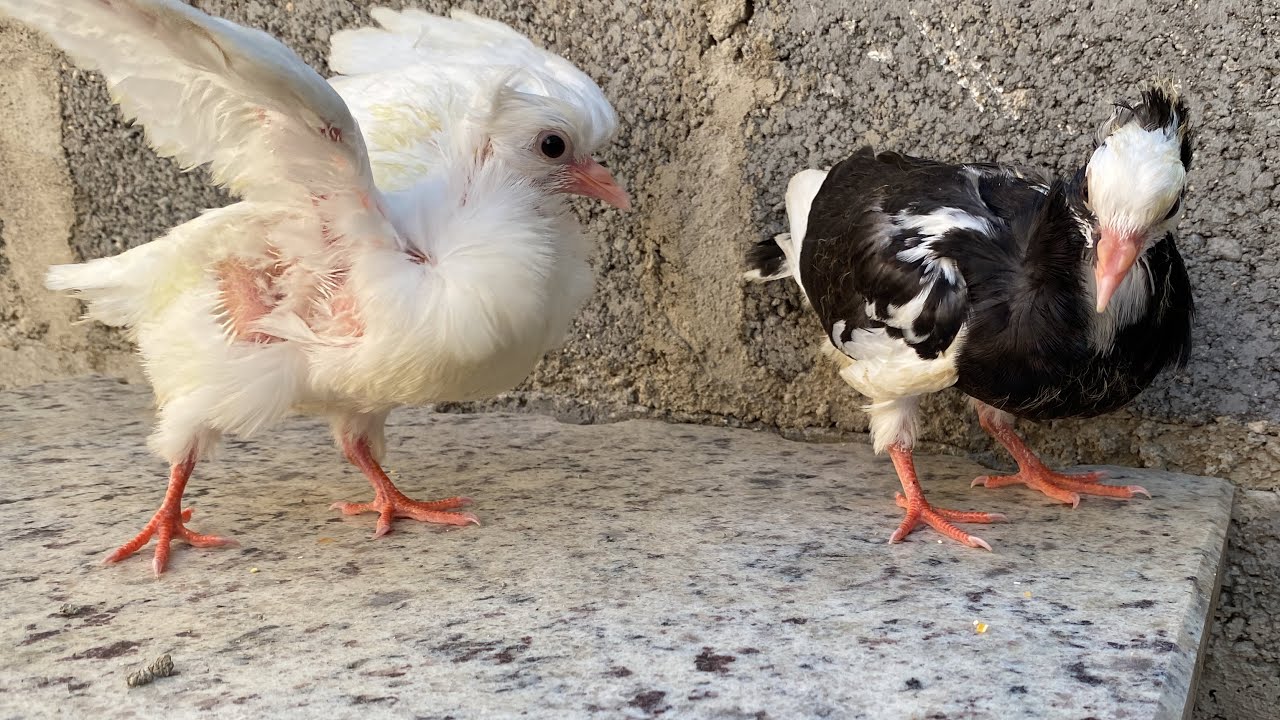 ASÍ VAN LOS PICHONES DE PALOMAS CAPUCHINAS - YouTube