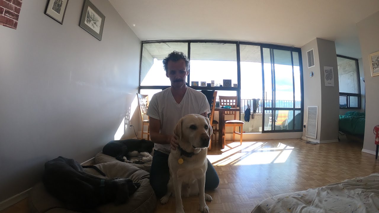 What Guide Dog Equipment Do I Use? - YouTube