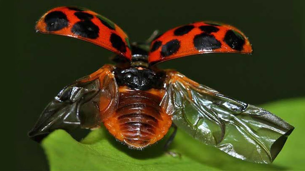Ladybugs: The SHOCKING Secret Behind These ‘Cute’ Bugs! - YouTube