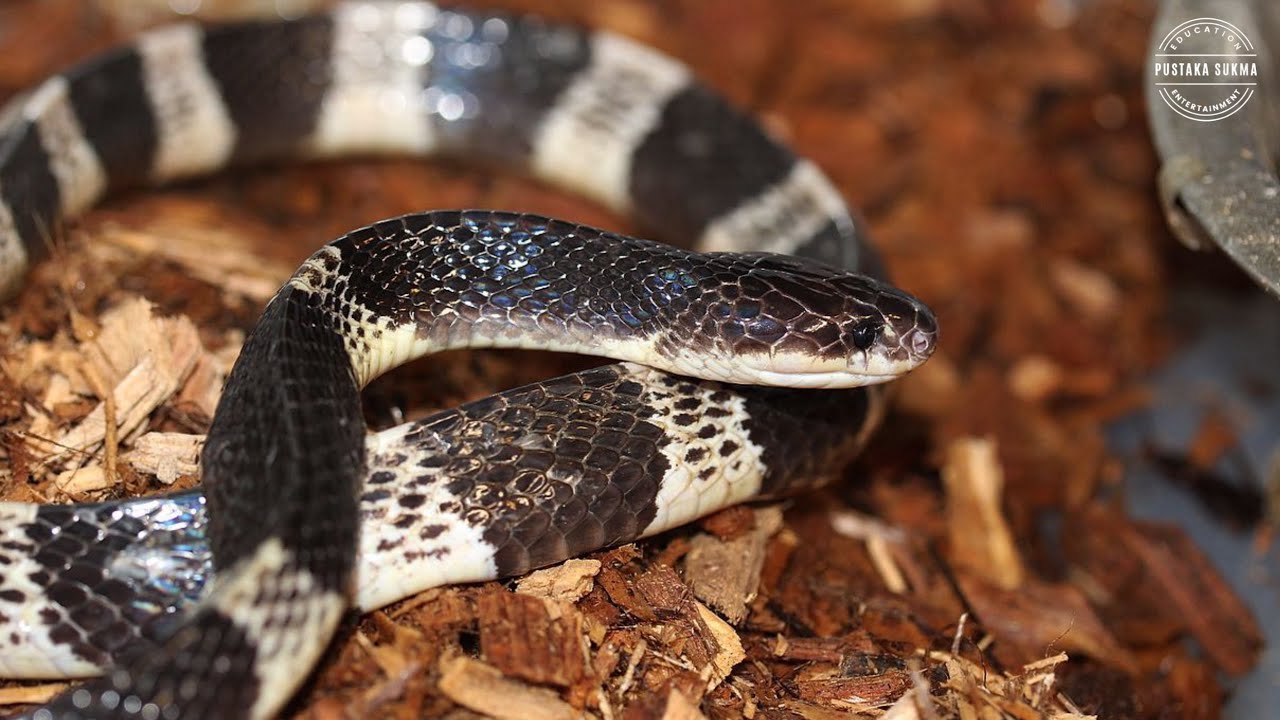 Dijuluki Ular Lima Langkah, Ular Weling Lebih Berbahaya dari Kobra # ...