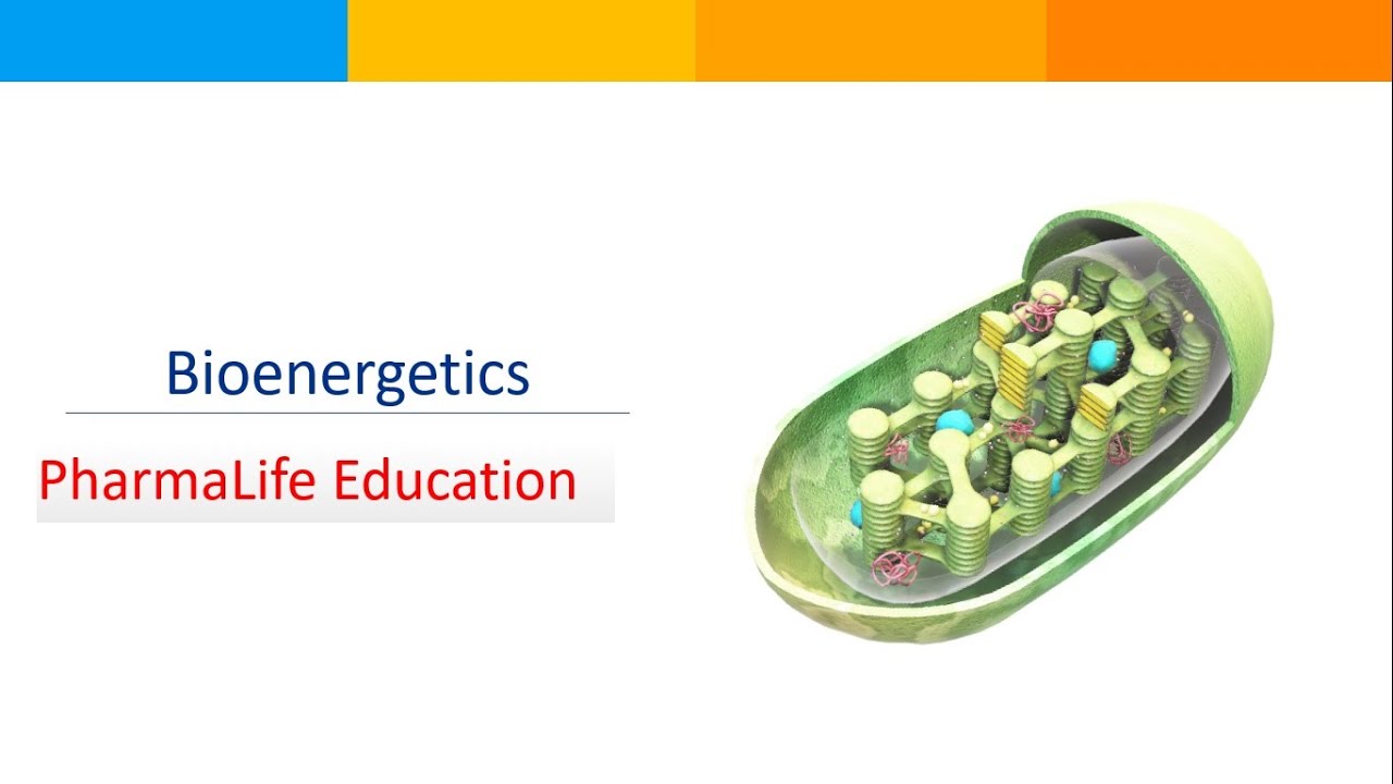 Bioenergetics and classification of high energy compounds - YouTube