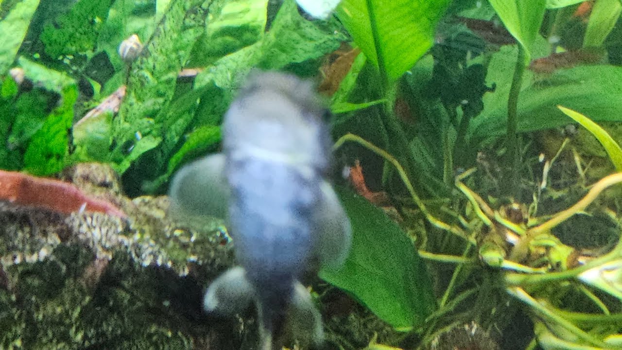 The Neon Blue Goby | Panda Garra | Cory's - YouTube