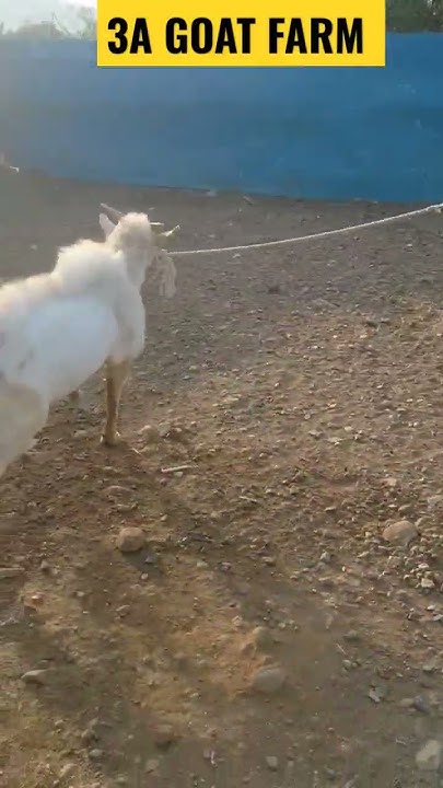 playing in 3A goat farm - YouTube