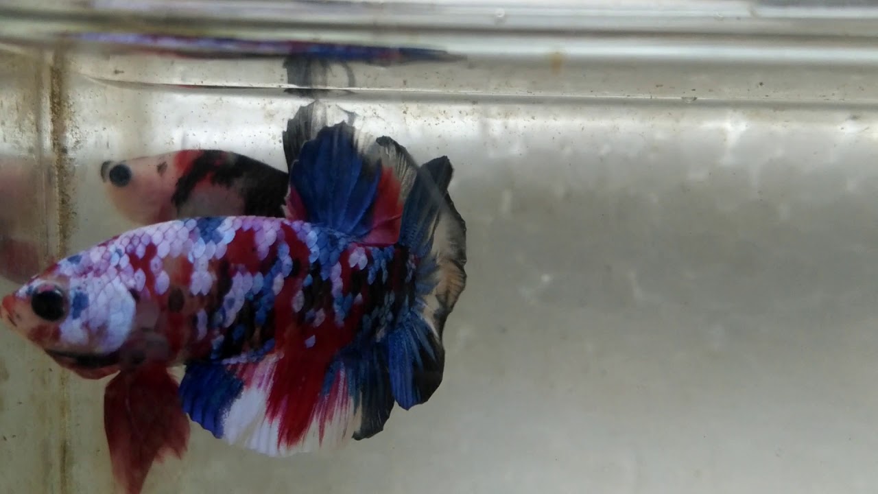 Betta multicolour/cupang galaxy - YouTube